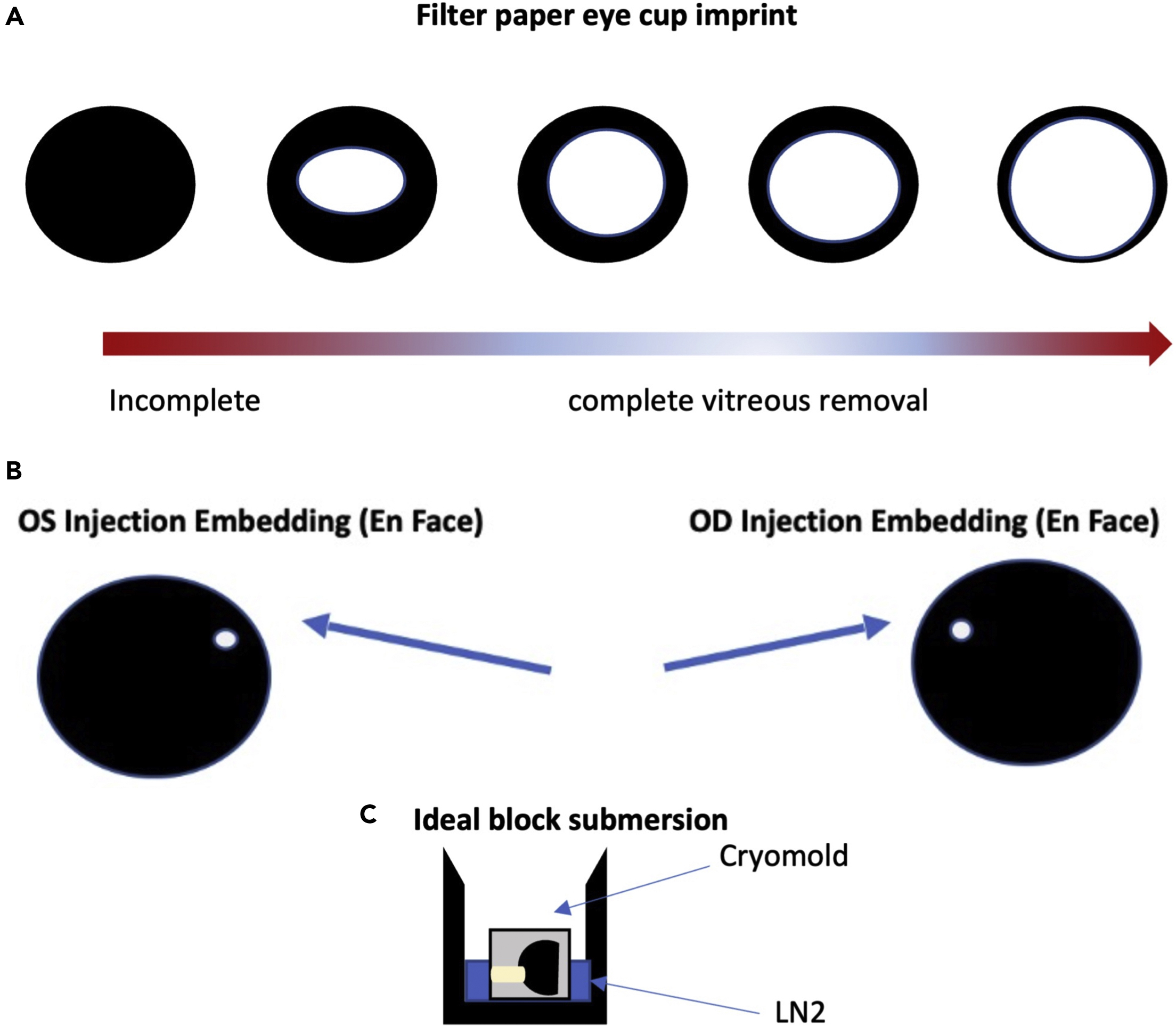 Cell Press: STAR Protocols