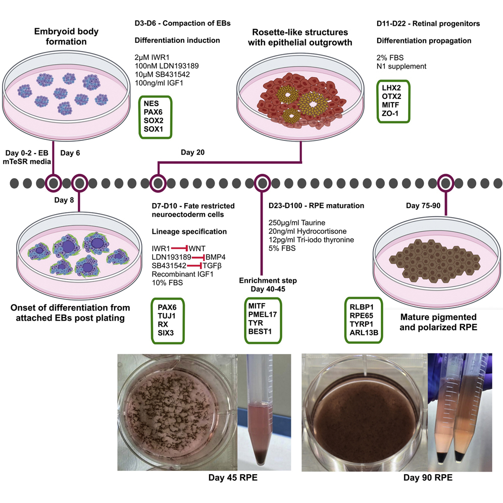 Cell Press: STAR Protocols