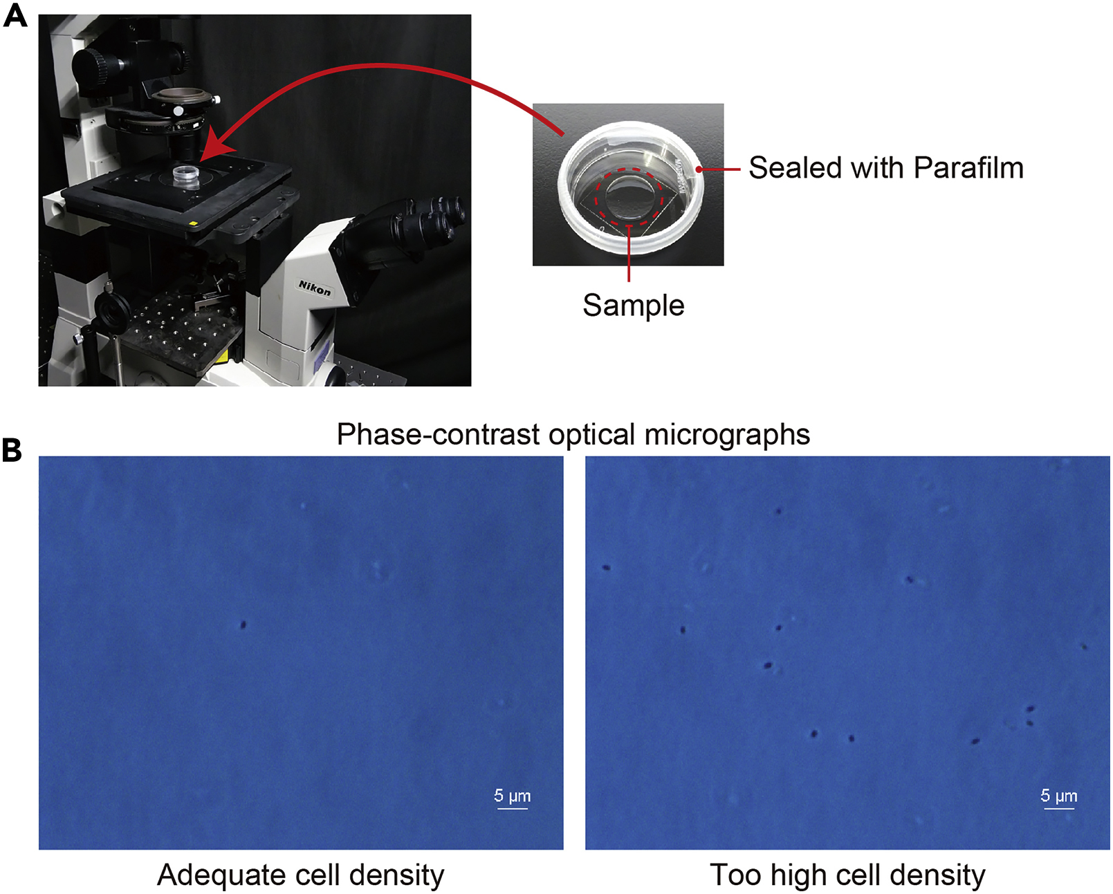 Cell Press: STAR Protocols