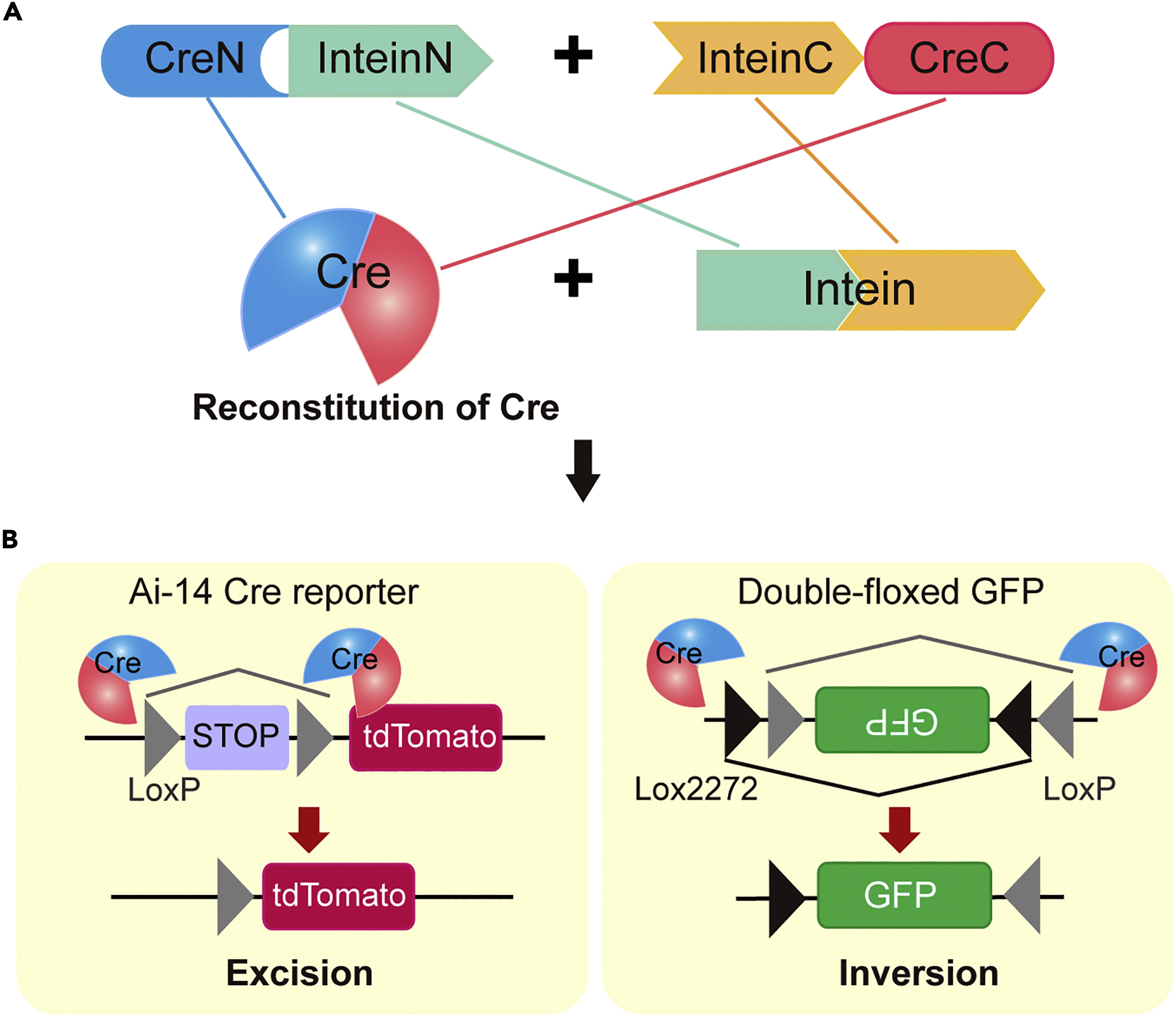 Cell Press: STAR Protocols