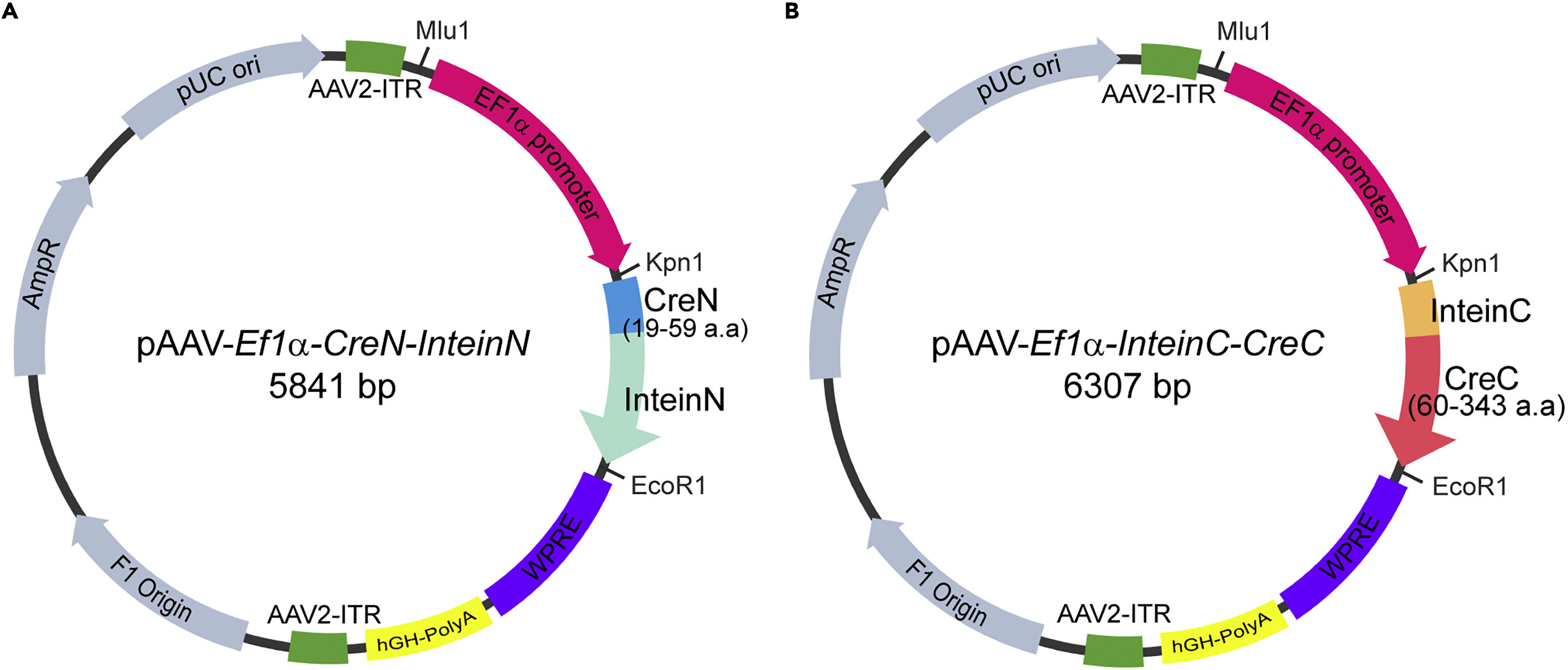 Cell Press: STAR Protocols