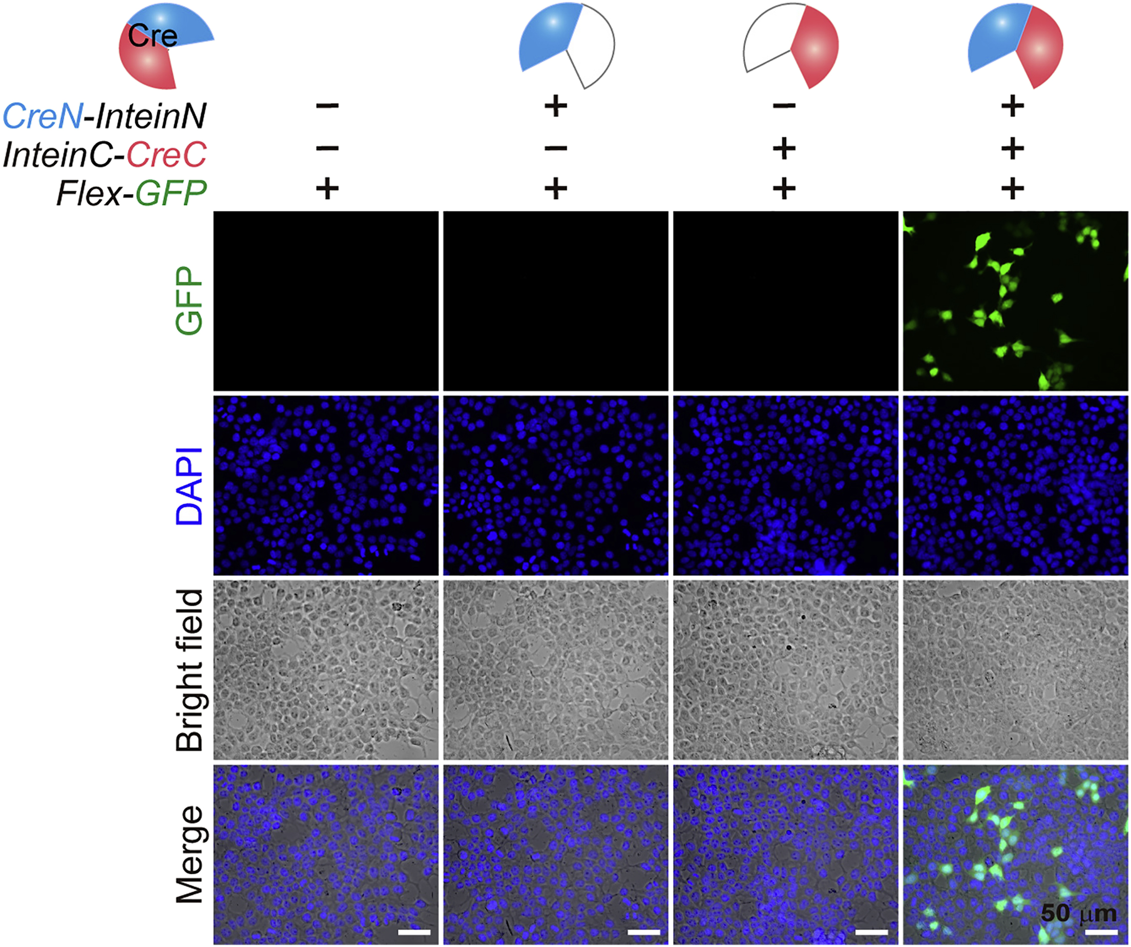 Cell Press: STAR Protocols