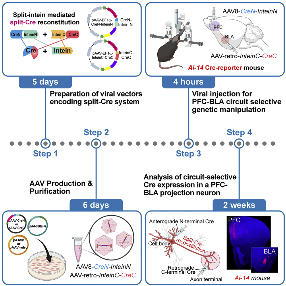 Cell Press: STAR Protocols