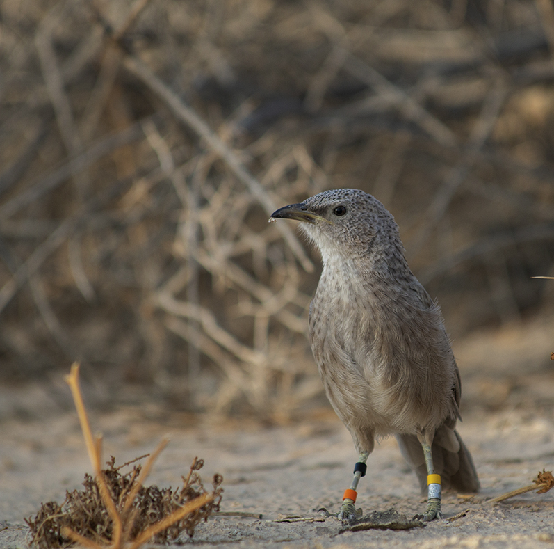 Cell Press: STAR Protocols