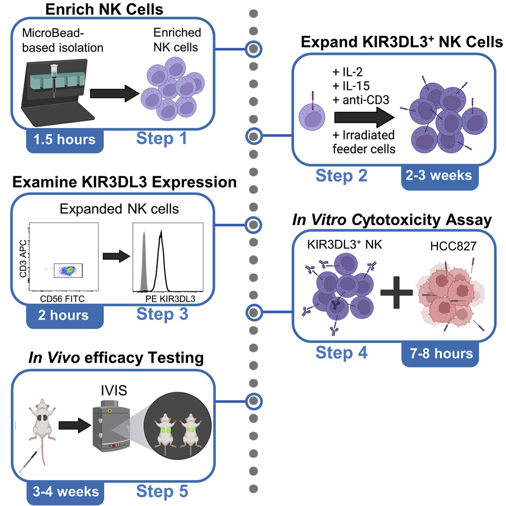 Cell Press: STAR Protocols