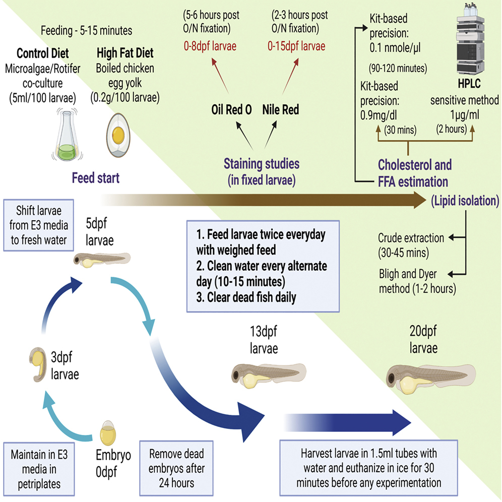 Cell Press: STAR Protocols