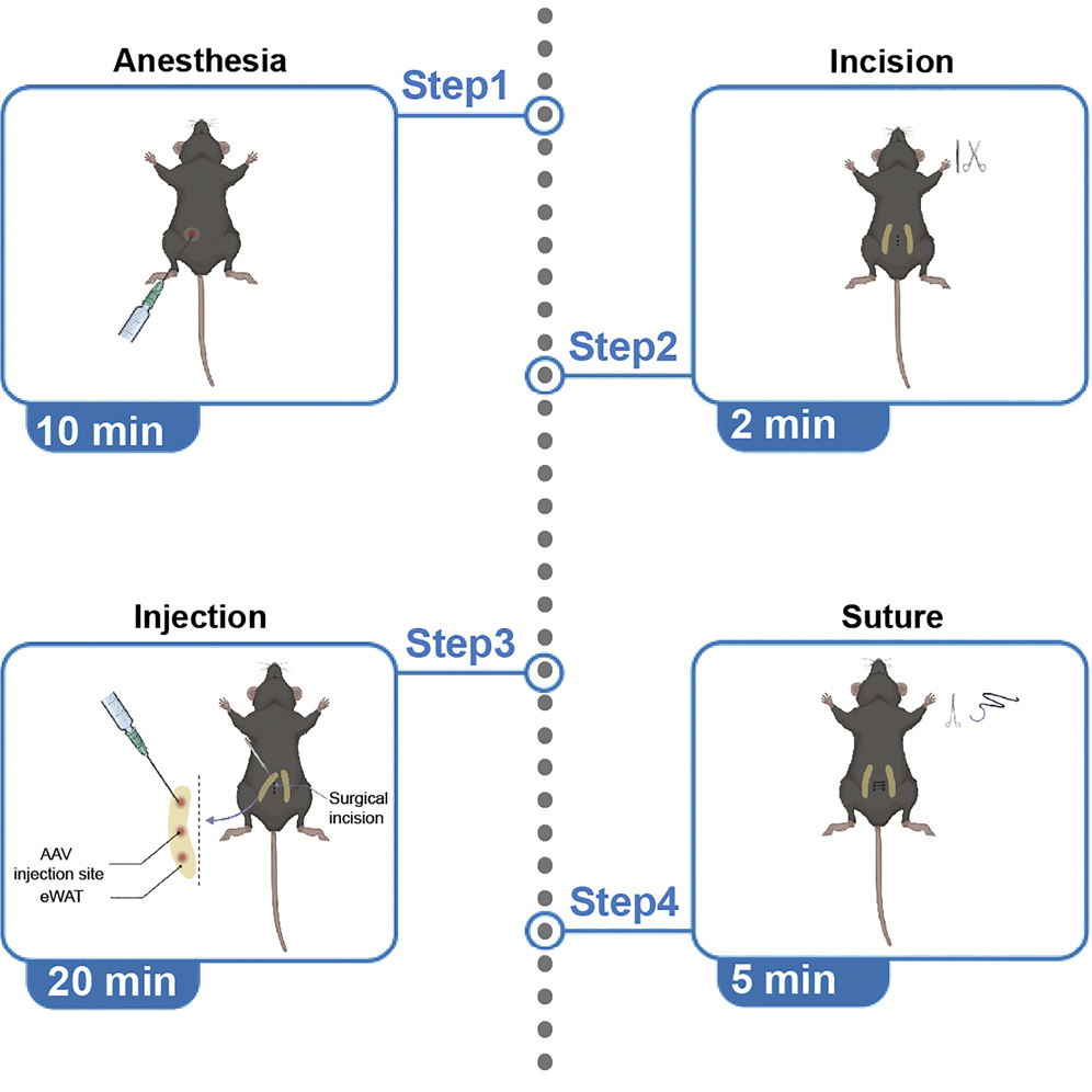 Cell Press: STAR Protocols