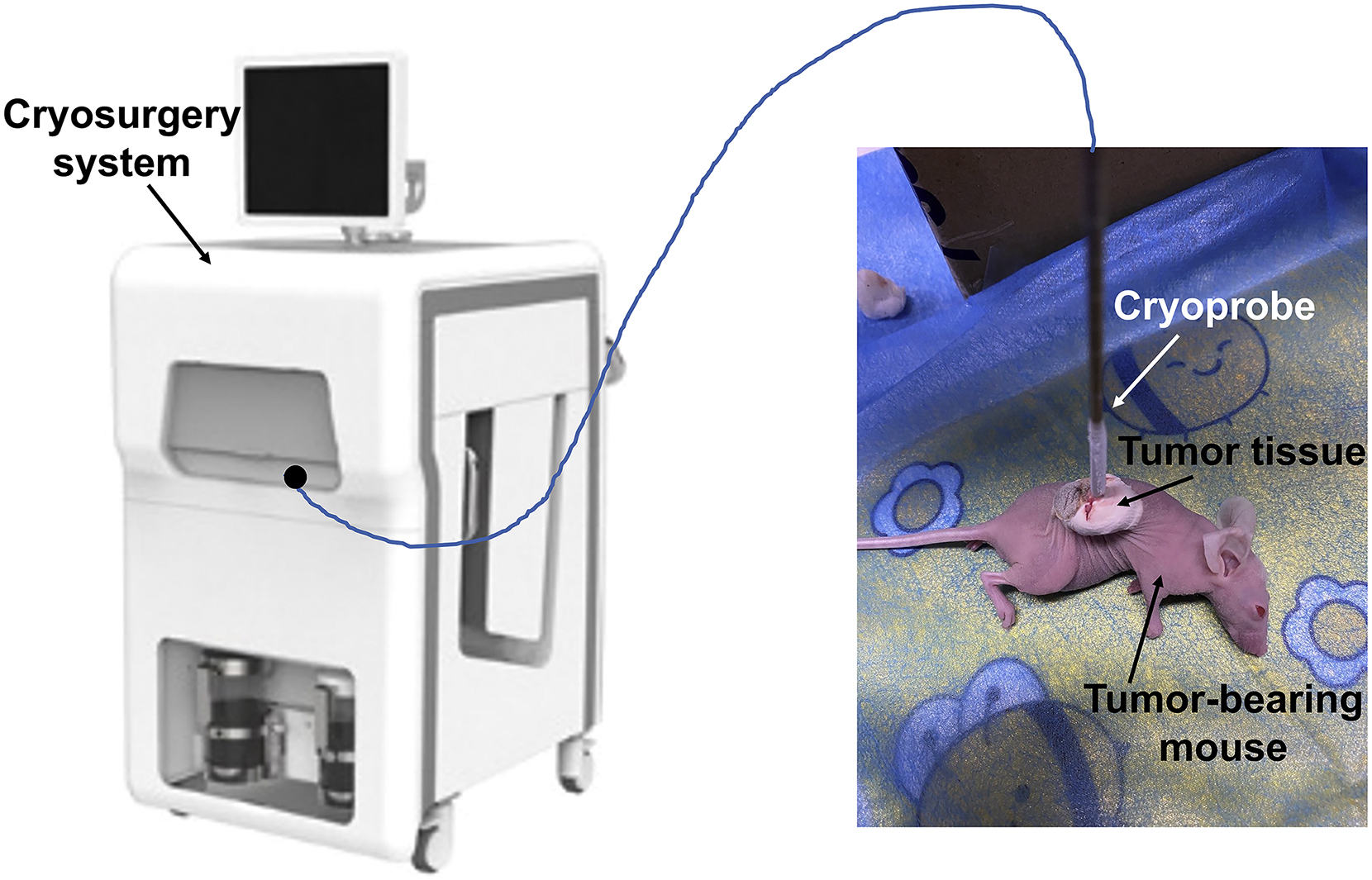 Cell Press: STAR Protocols