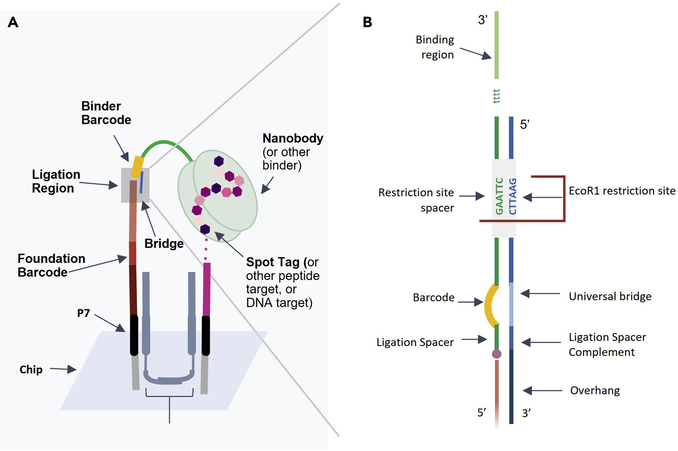 Cell Press: STAR Protocols