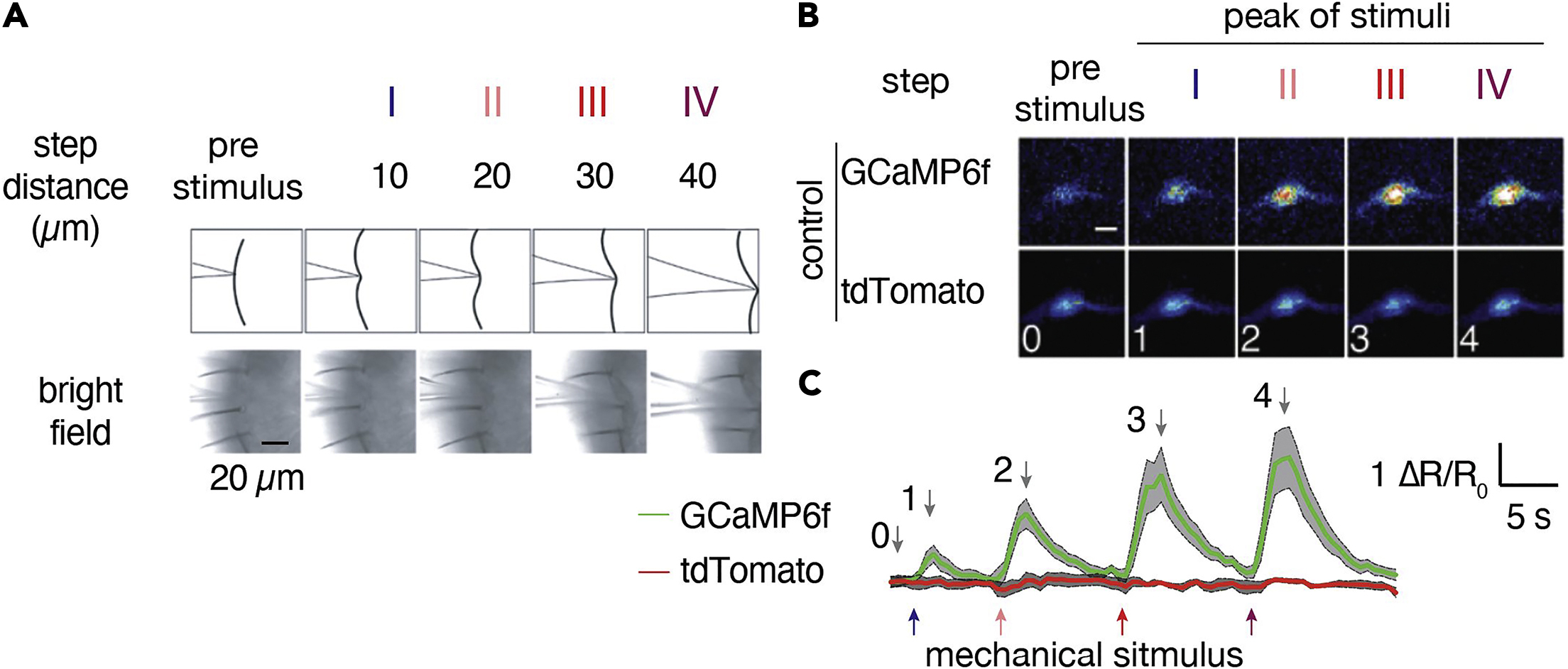 Cell Press: STAR Protocols