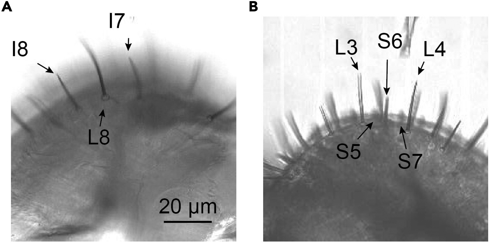 Cell Press: STAR Protocols