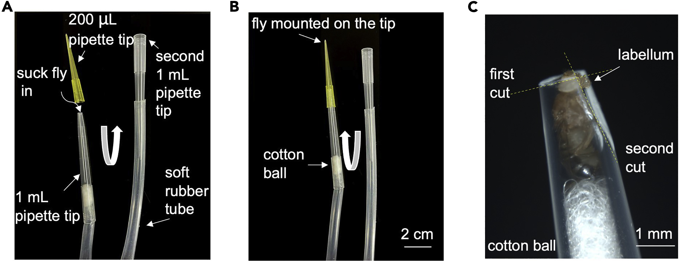 Cell Press: STAR Protocols