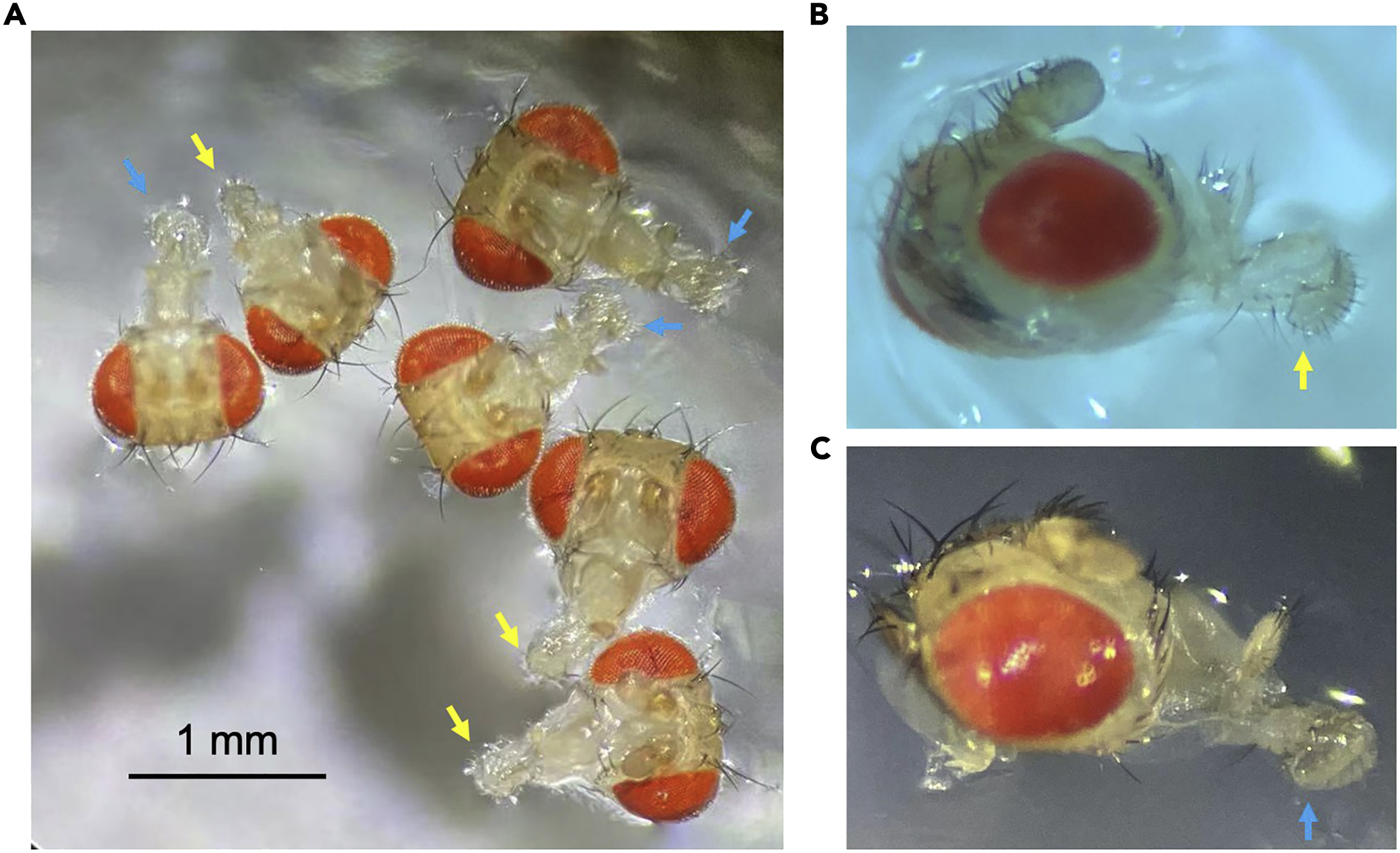 Cell Press: STAR Protocols