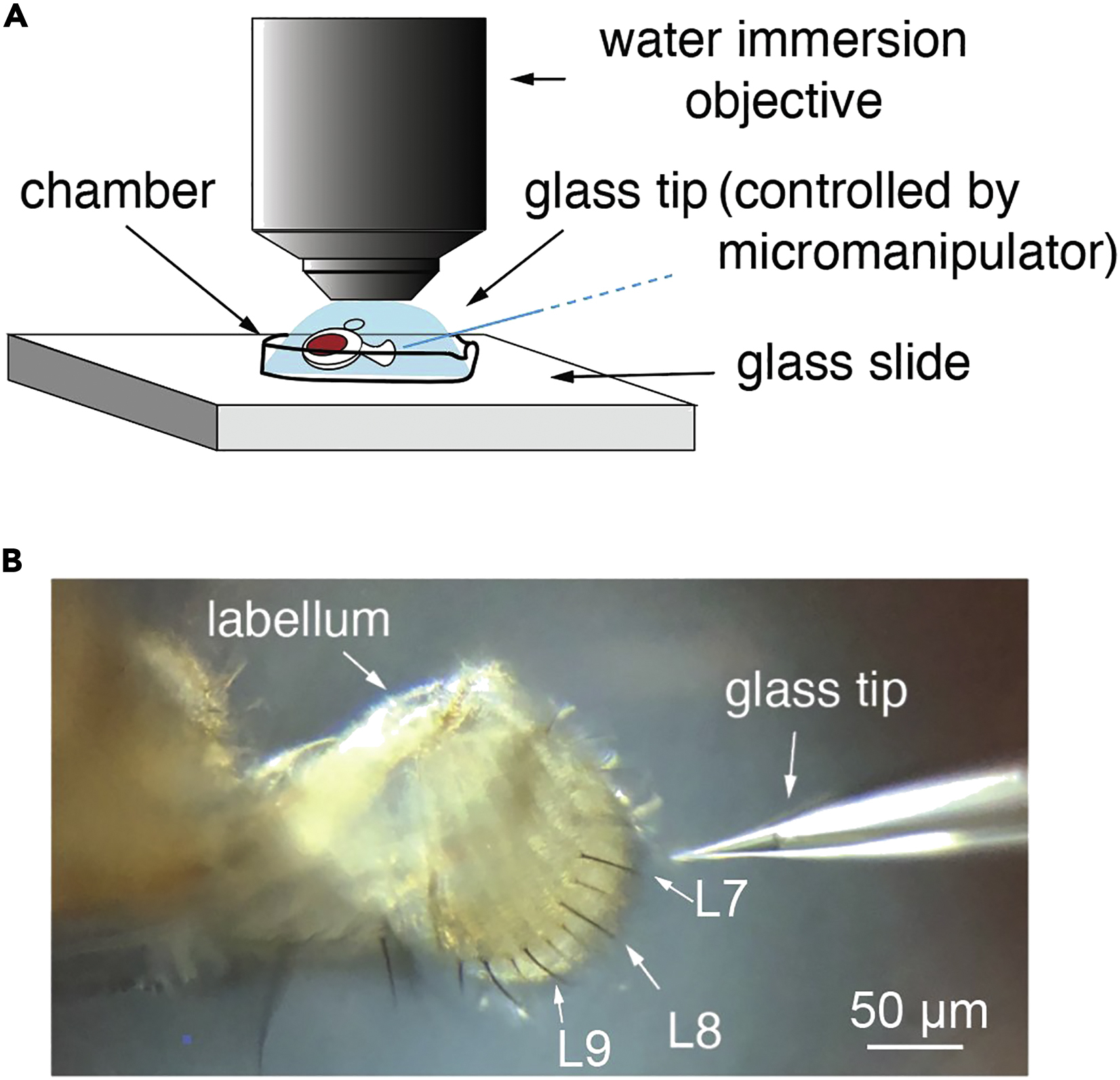 Cell Press: STAR Protocols