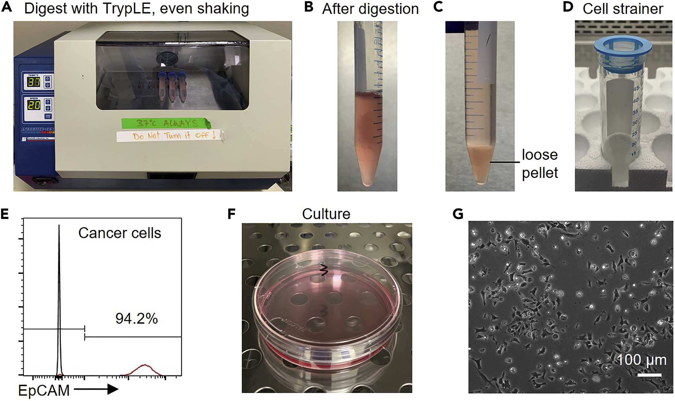 Cell Press: STAR Protocols