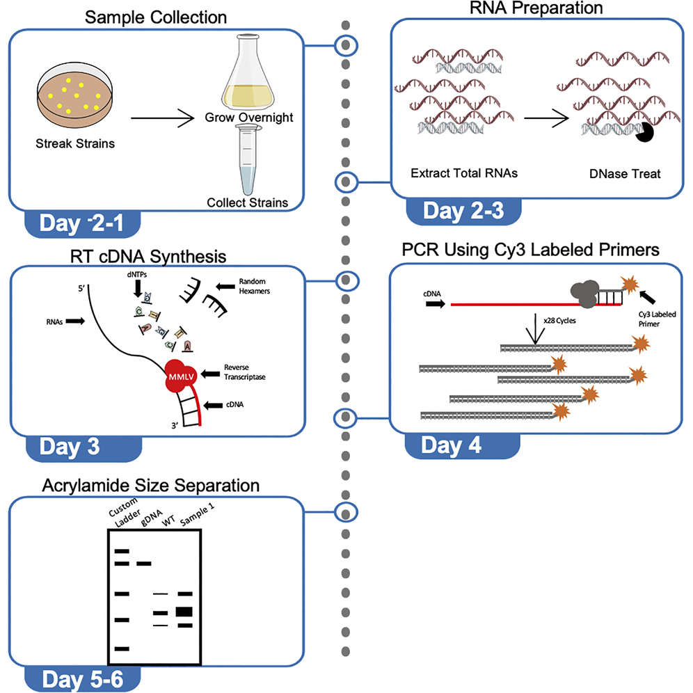 Cell Press: STAR Protocols