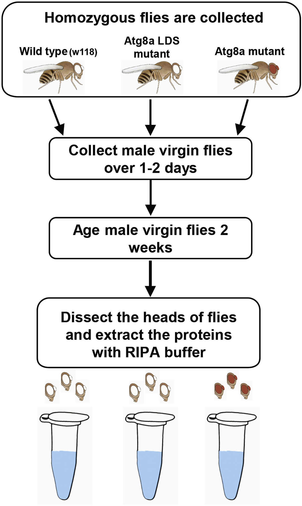 Cell Press: STAR Protocols