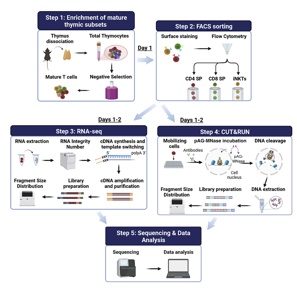 Cell Press: STAR Protocols
