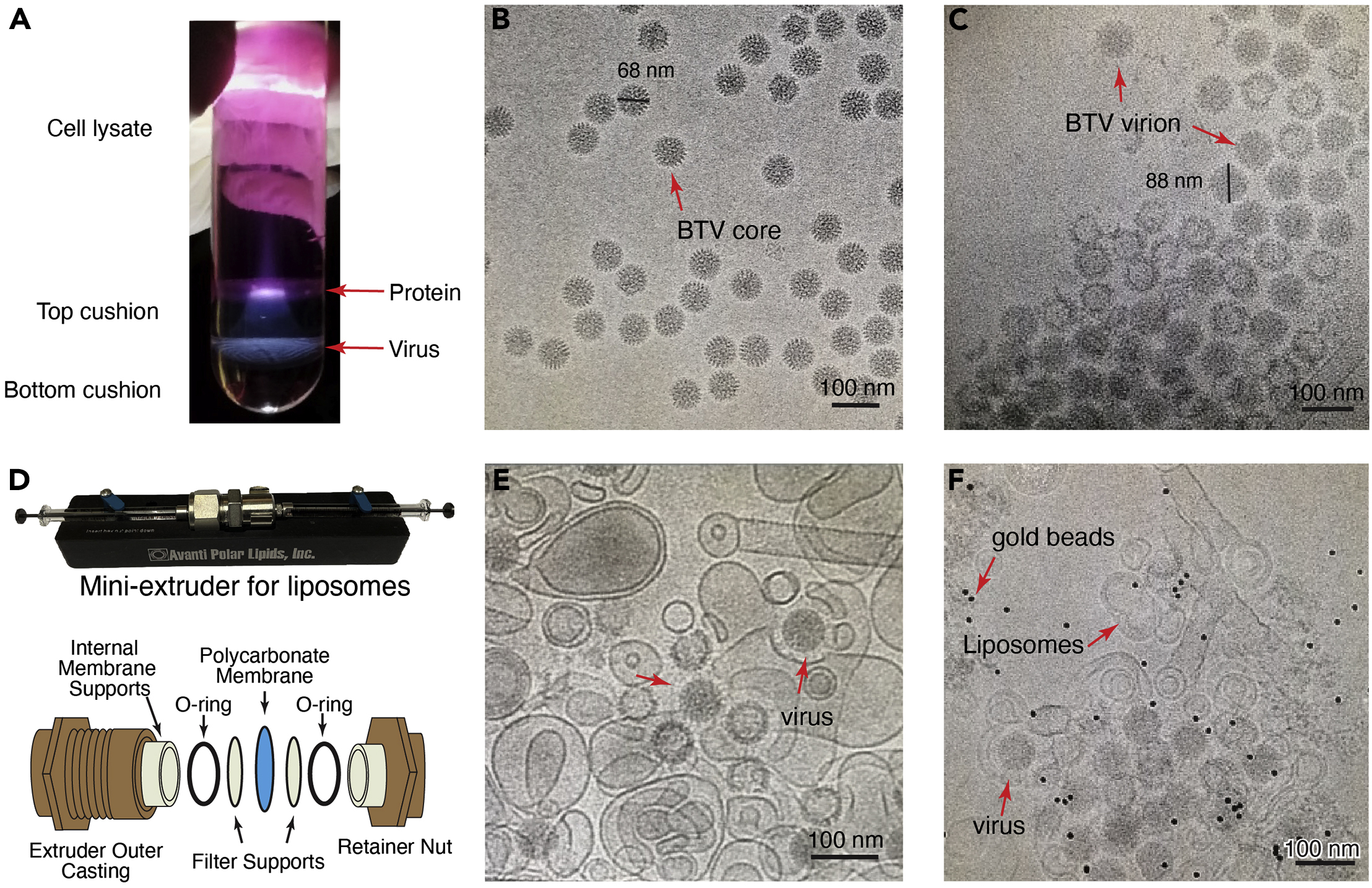 Cell Press: STAR Protocols