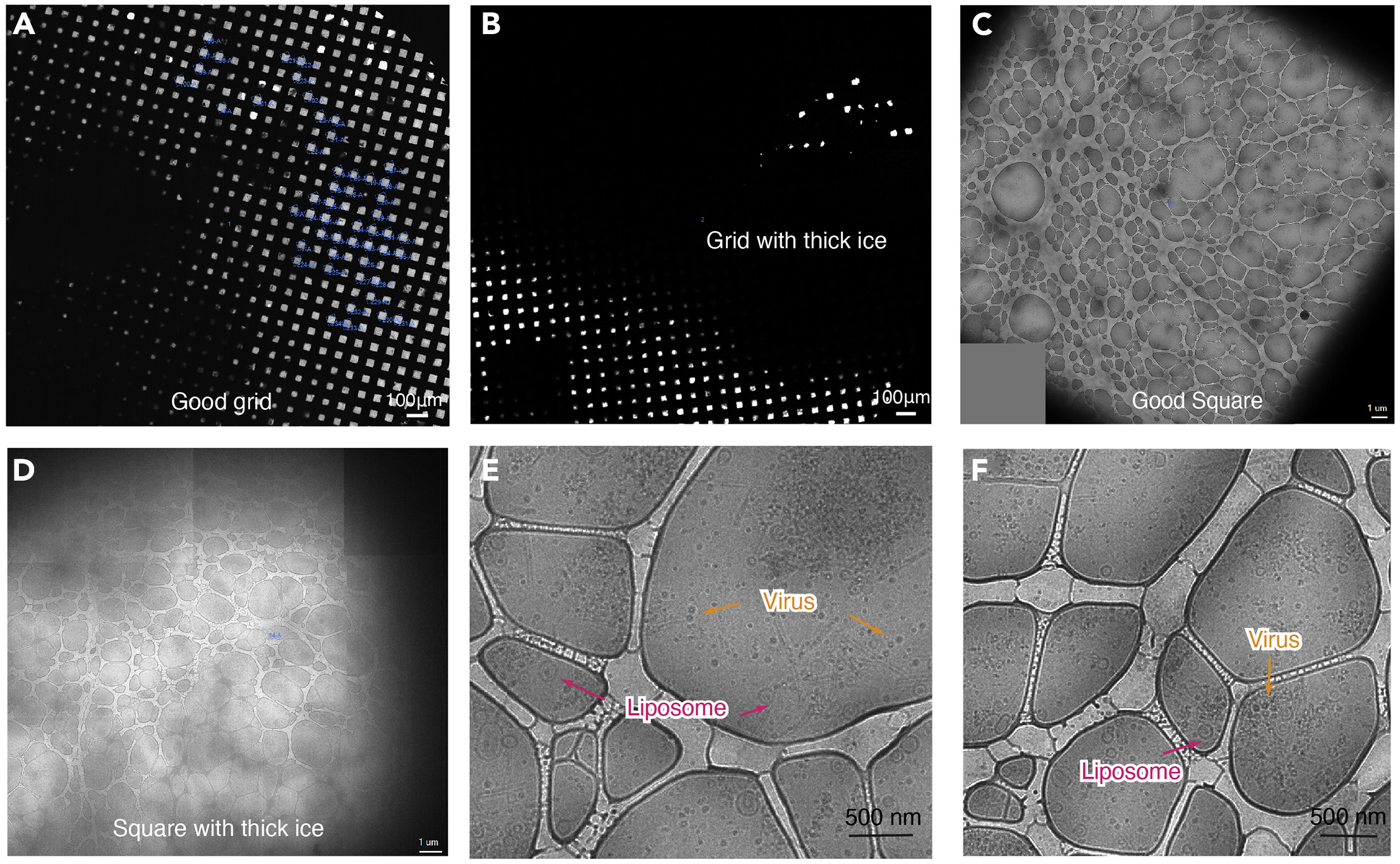 Cell Press: STAR Protocols