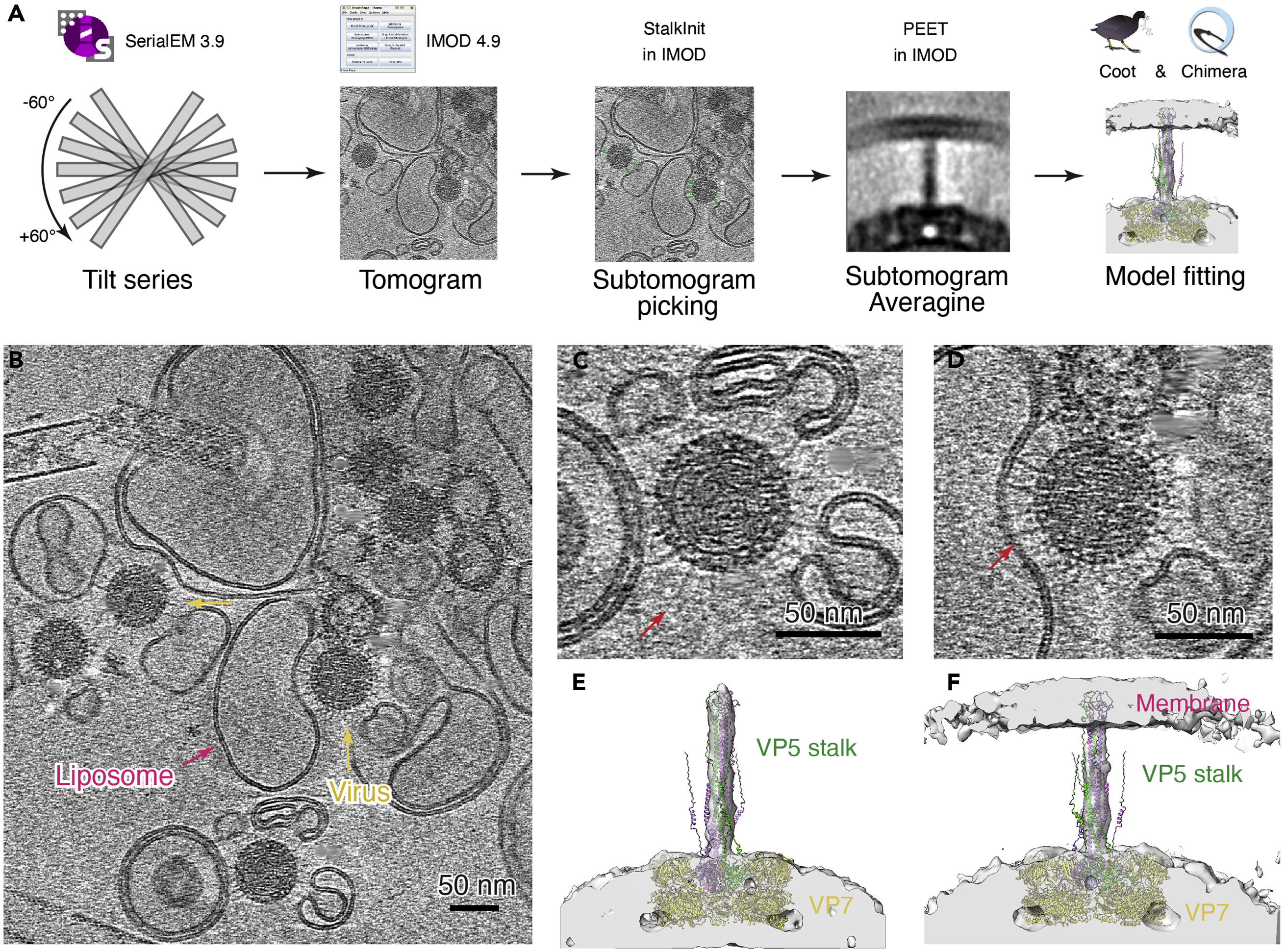 Cell Press: STAR Protocols