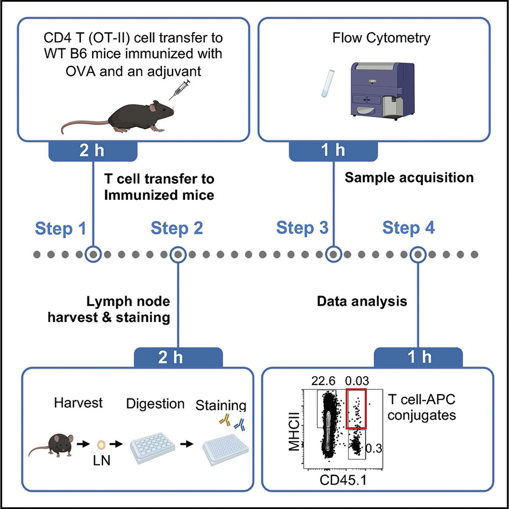 Cell Press: STAR Protocols