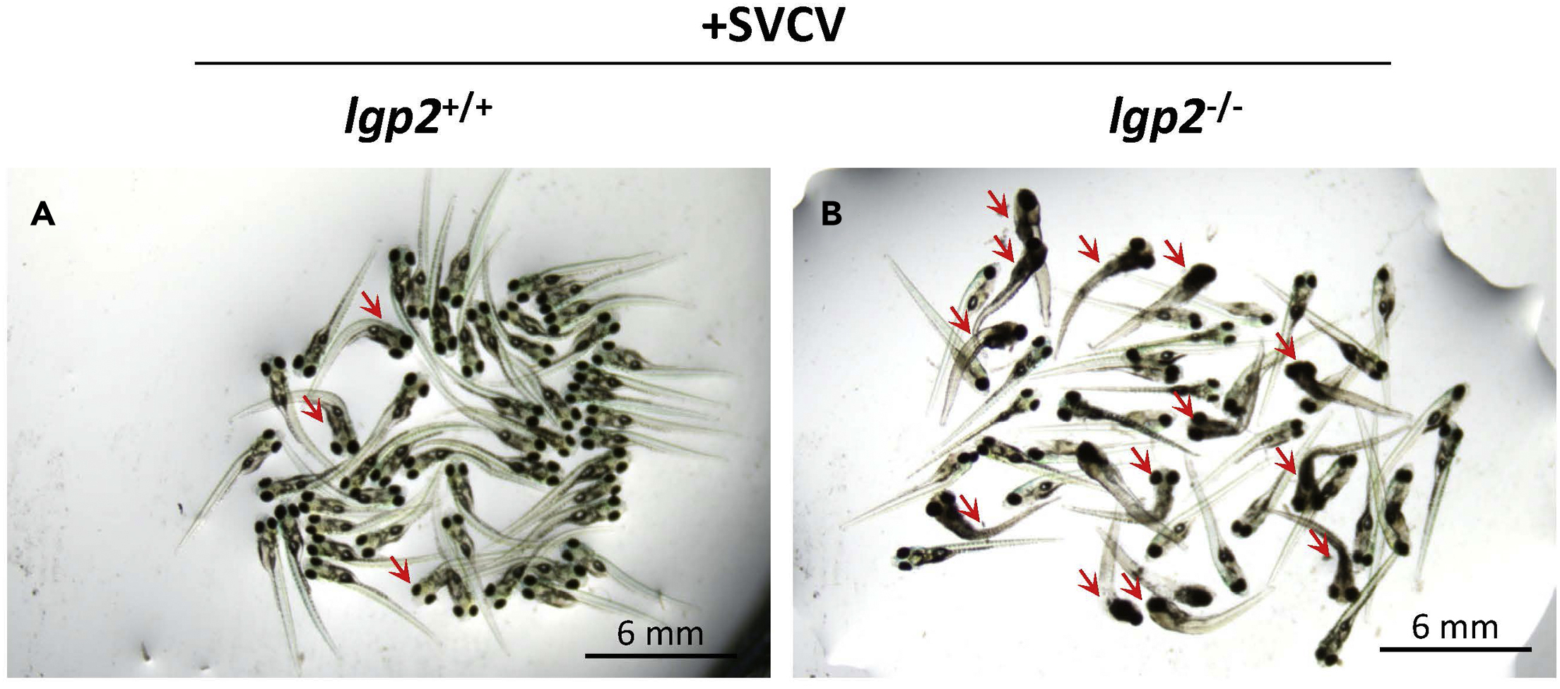 Cell Press: STAR Protocols