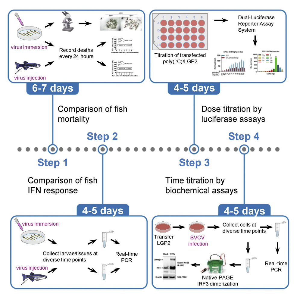 Cell Press: STAR Protocols