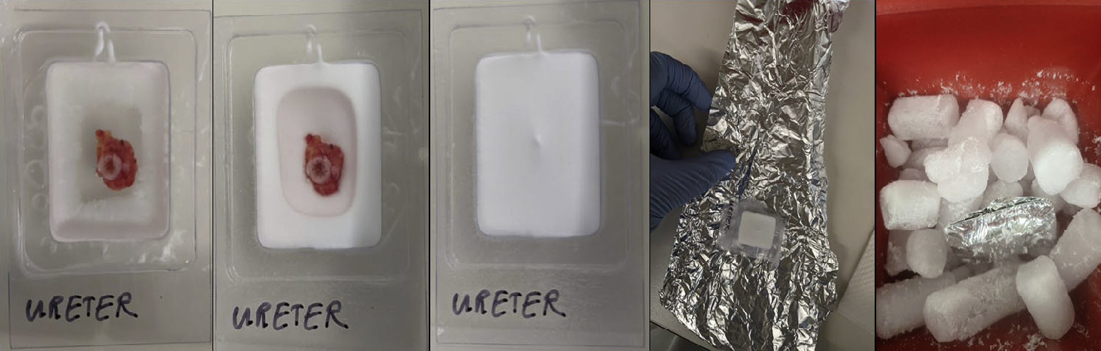 Cell Press: STAR Protocols