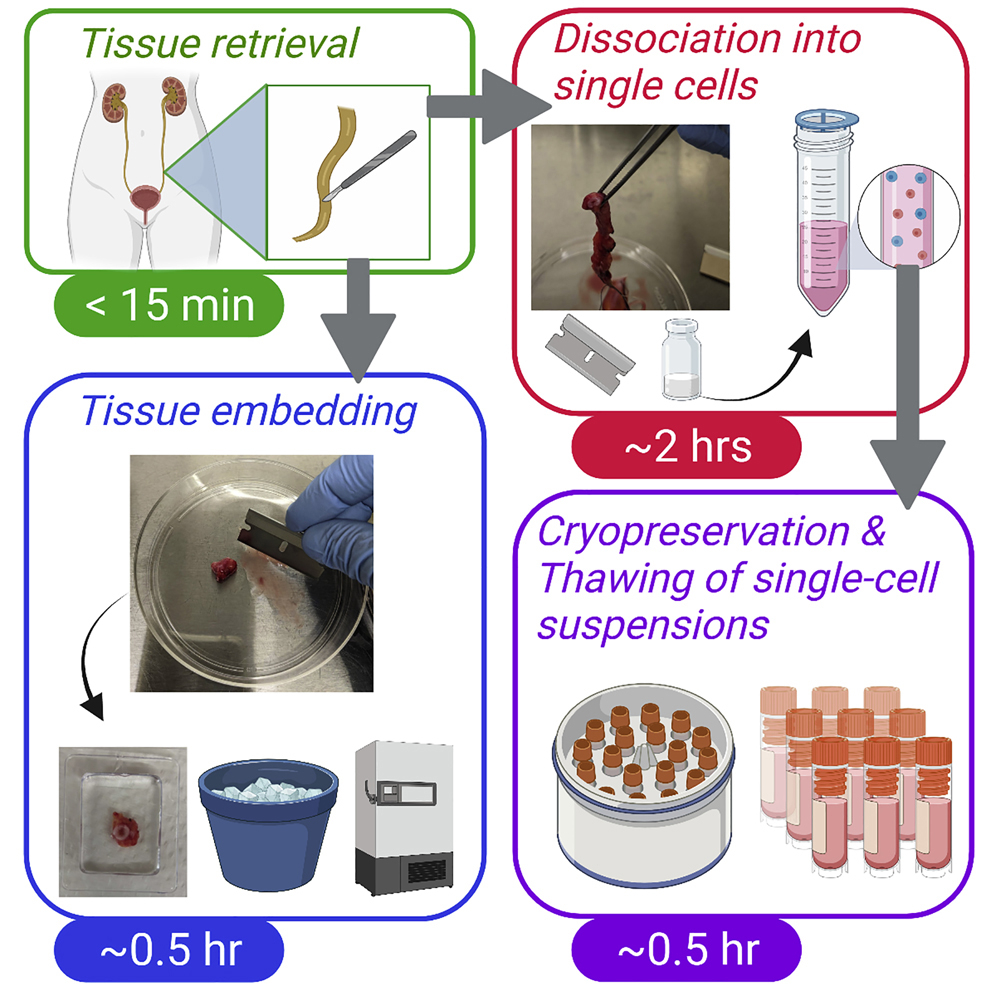 Cell Press: STAR Protocols