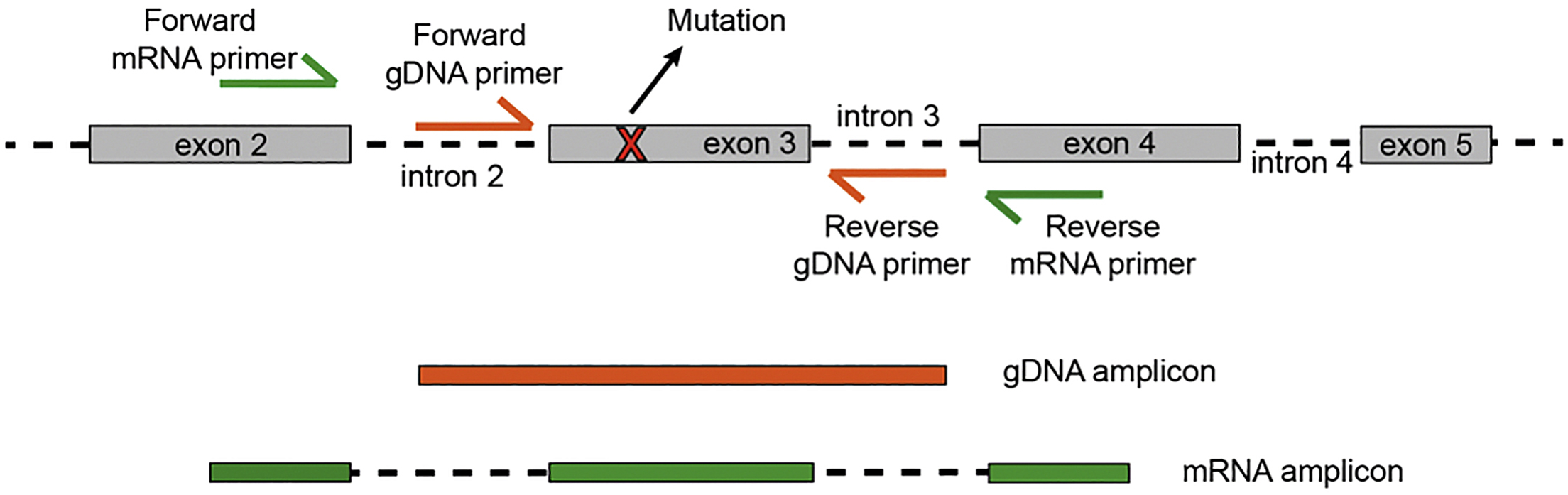 Cell Press: STAR Protocols