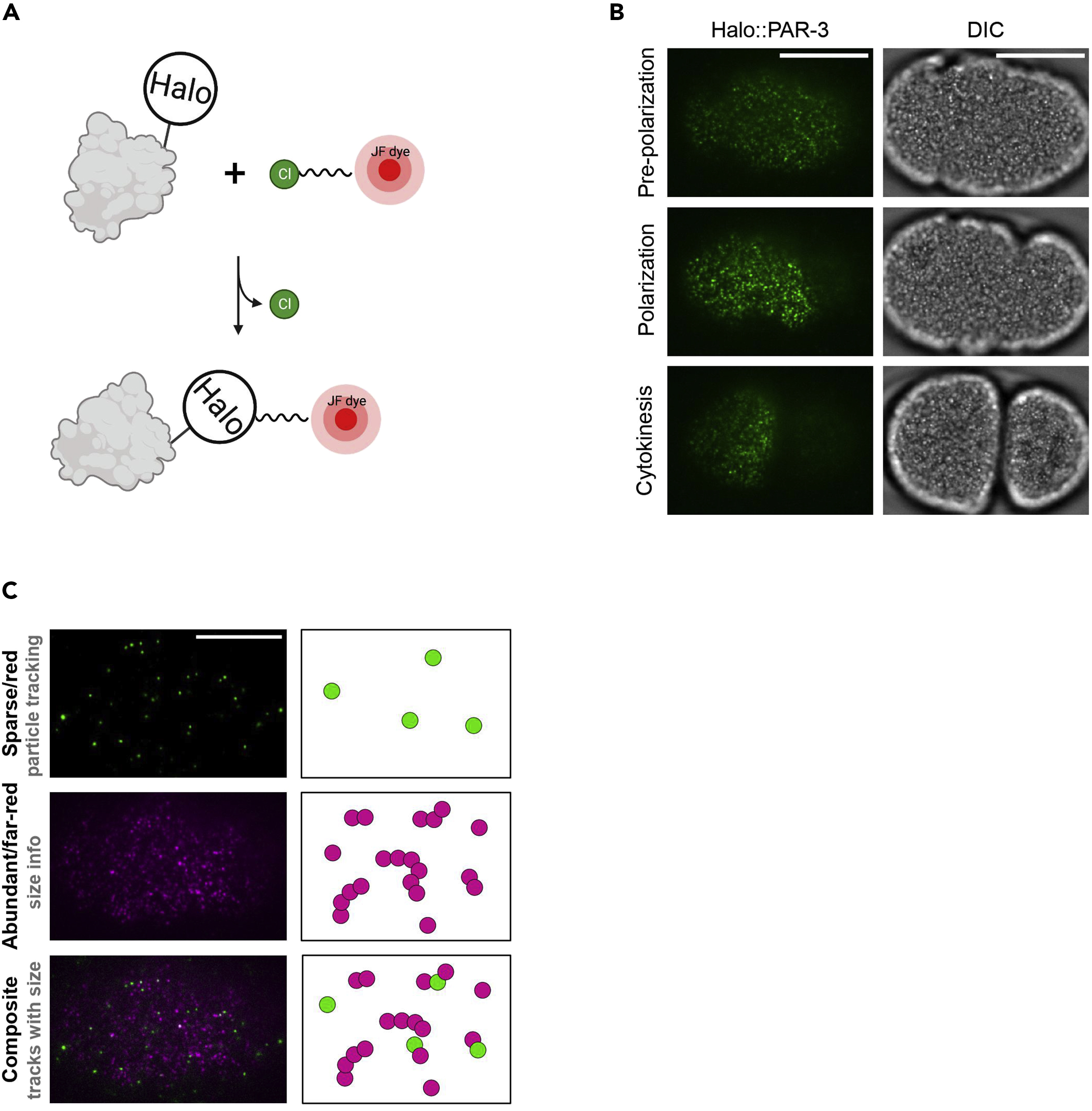 Cell Press: STAR Protocols