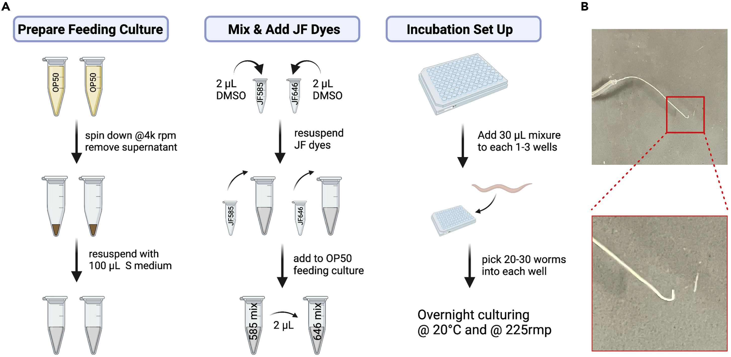Cell Press: STAR Protocols