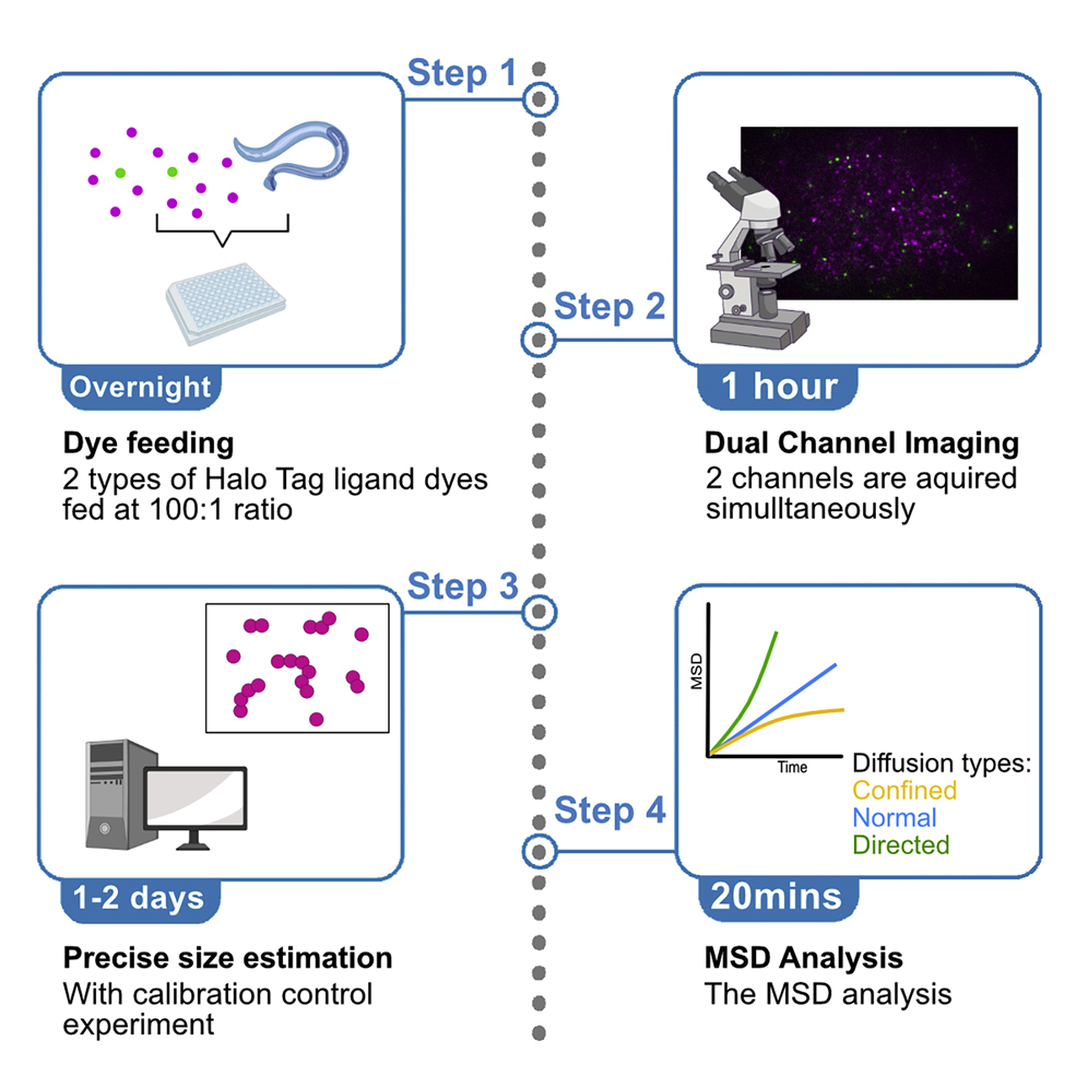 Cell Press: STAR Protocols