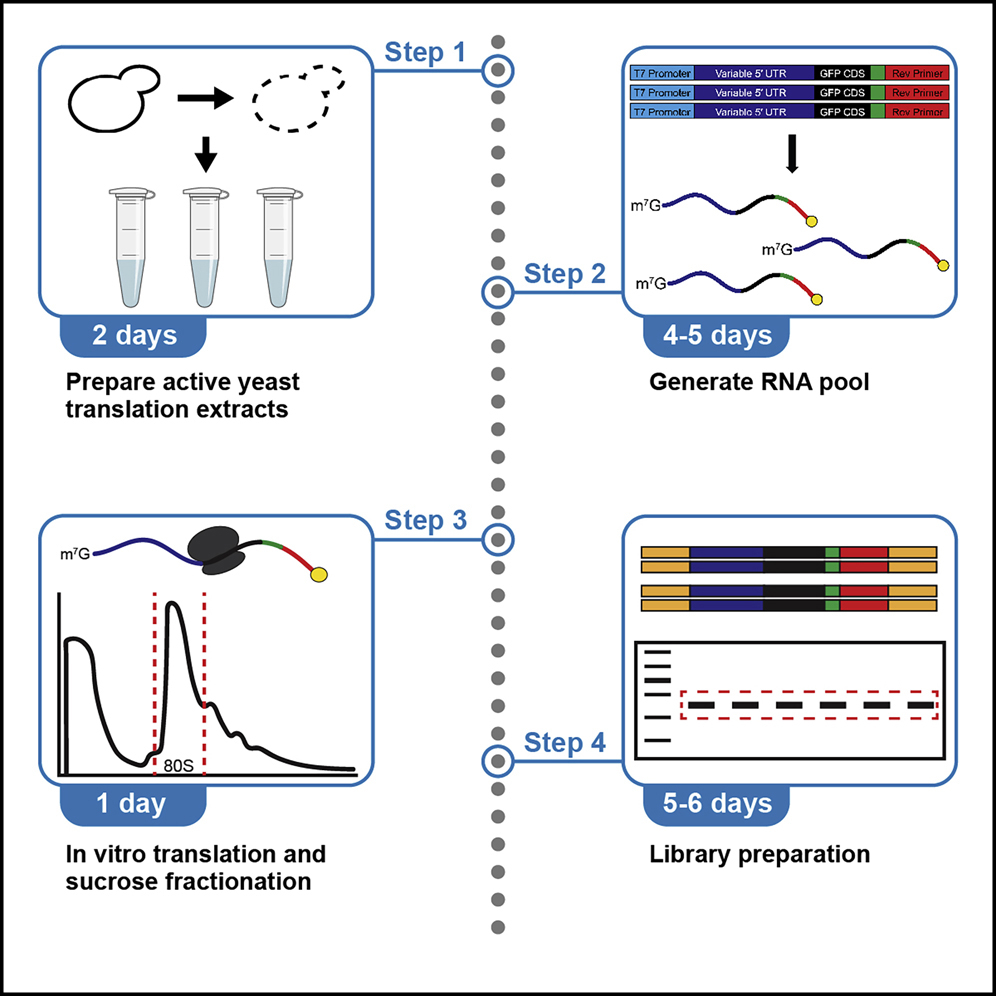 Cell Press: STAR Protocols