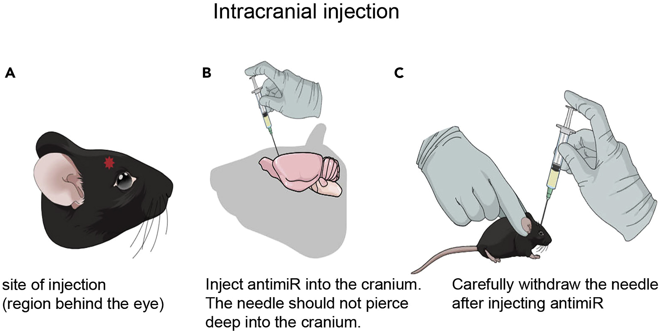 Cell Press Star Protocols