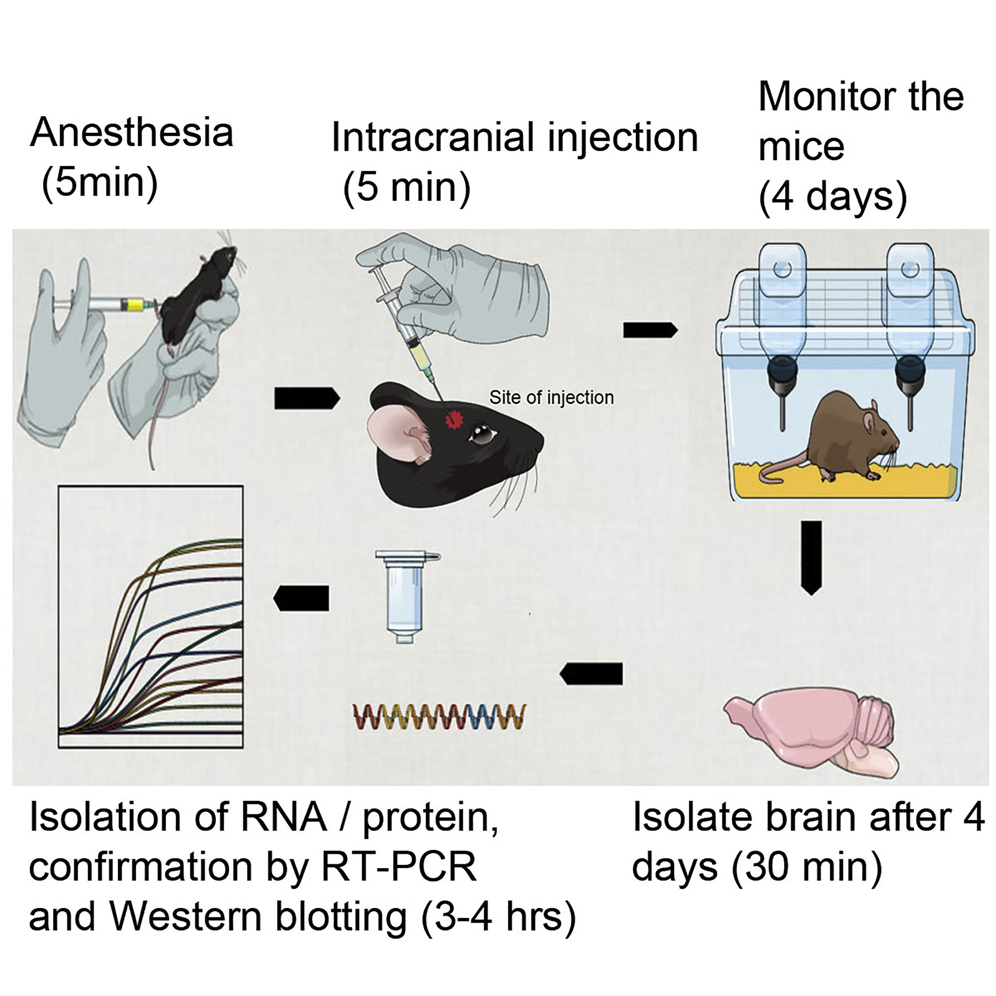 Cell Press: STAR Protocols