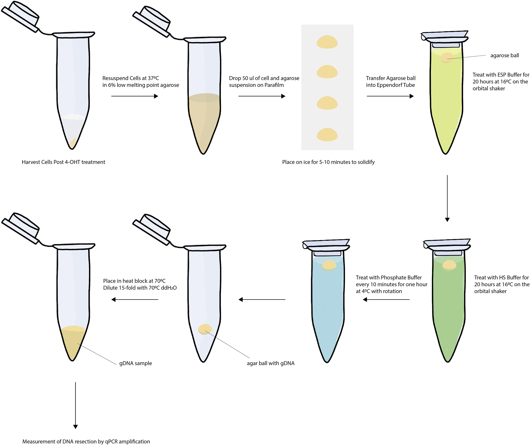 Cell Press: STAR Protocols