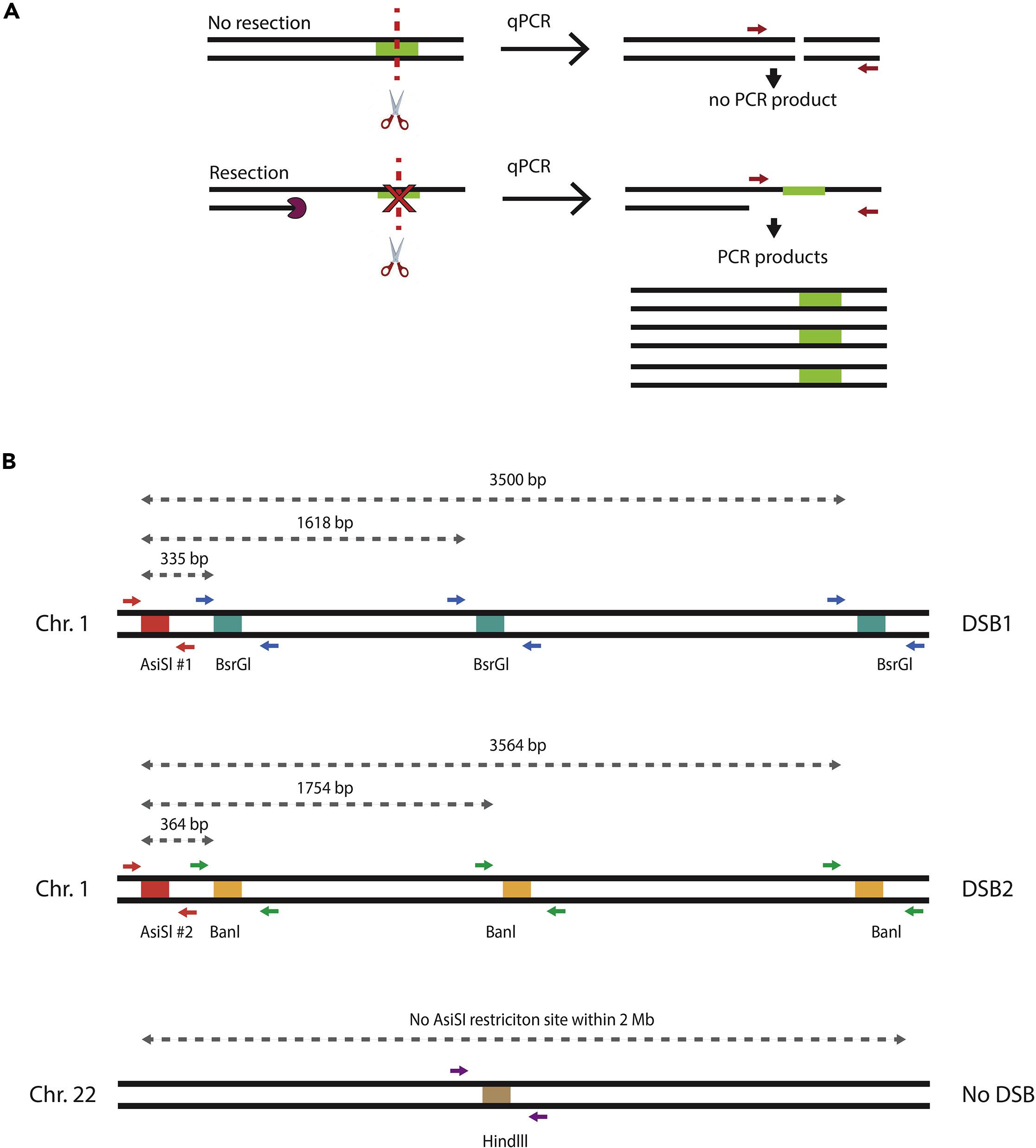 Cell Press: STAR Protocols