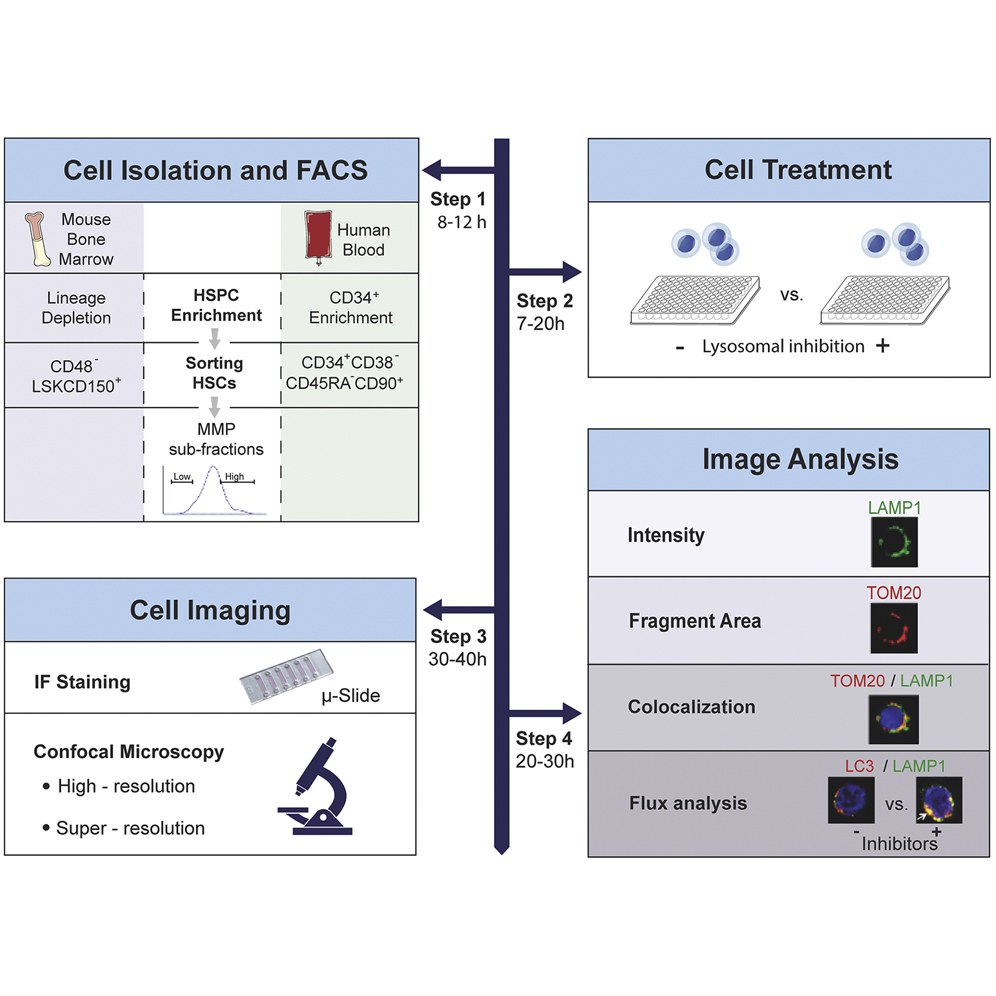 Cell Press: STAR Protocols