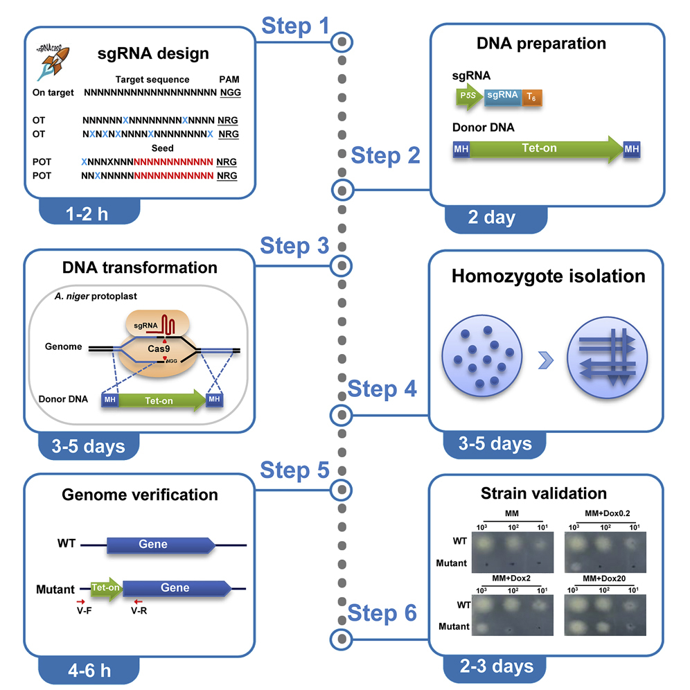 Cell Press: STAR Protocols