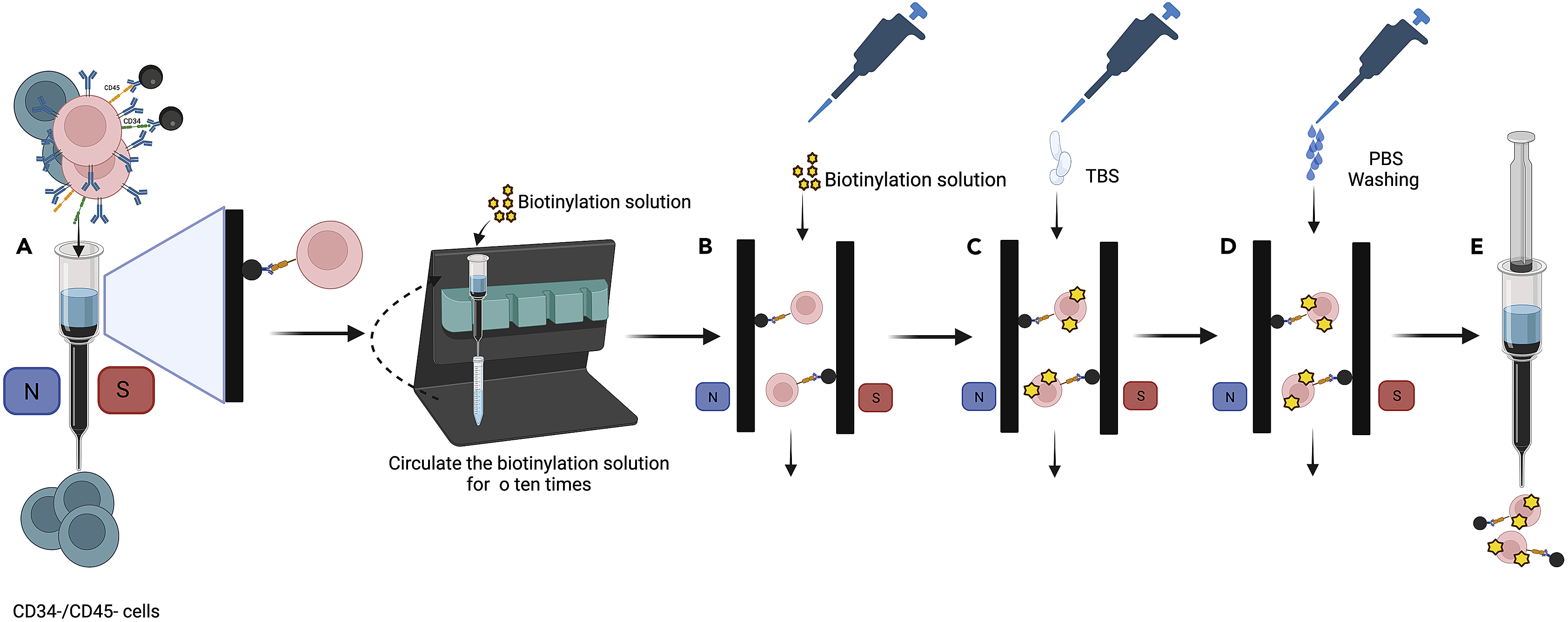 Cell Press: STAR Protocols