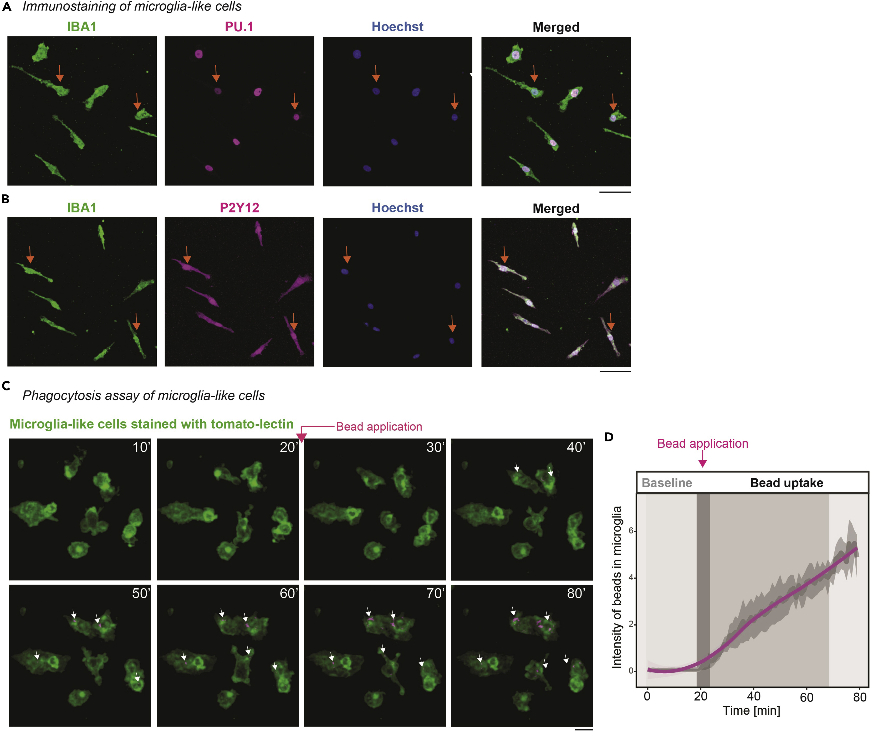 Cell Press: STAR Protocols