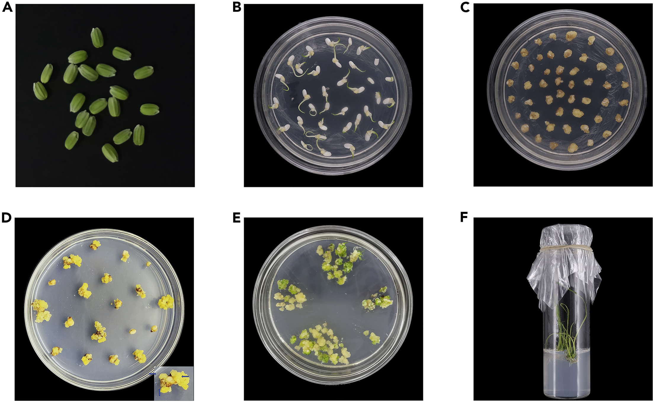 Cell Press: STAR Protocols