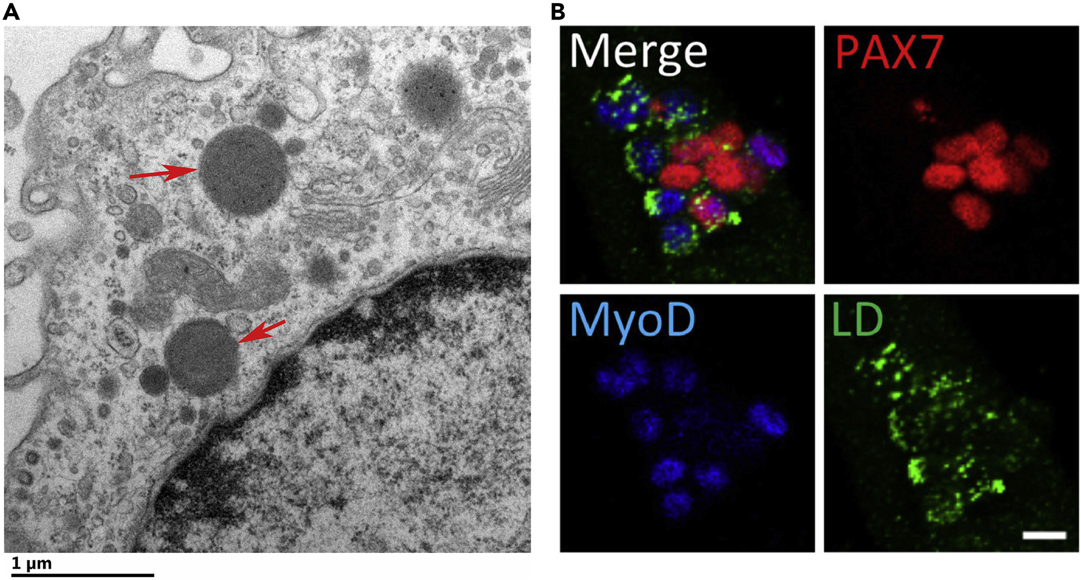 Cell Press: STAR Protocols