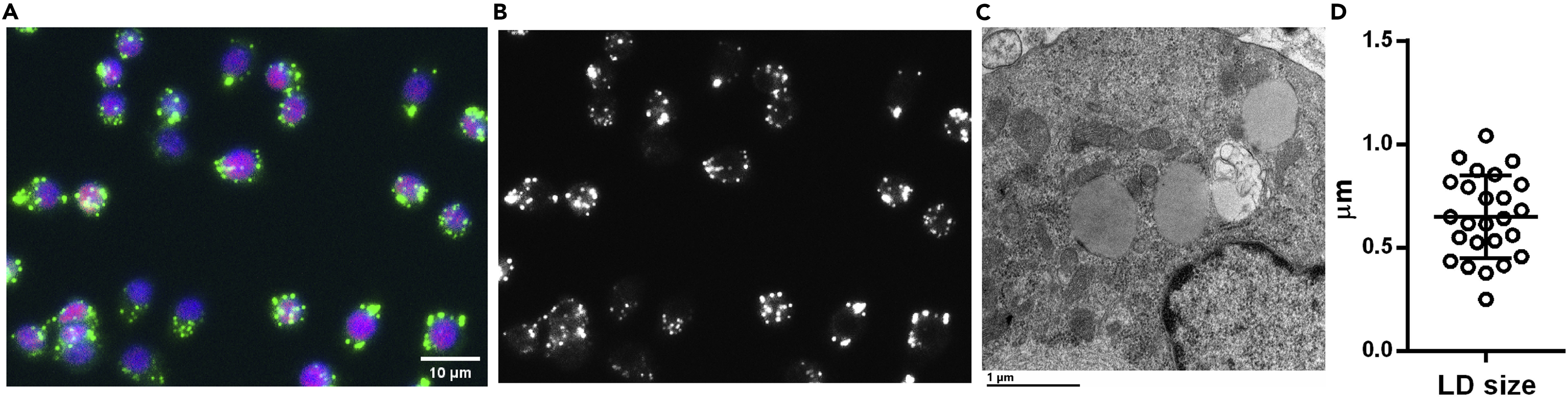 Cell Press: STAR Protocols