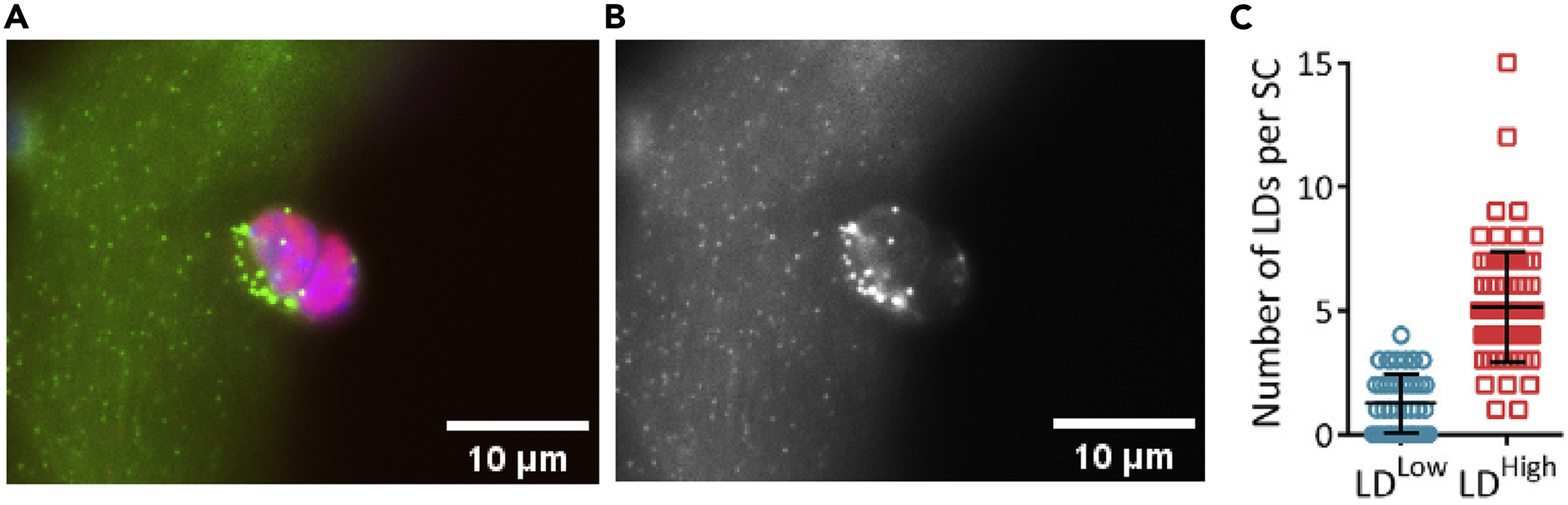 Cell Press: STAR Protocols