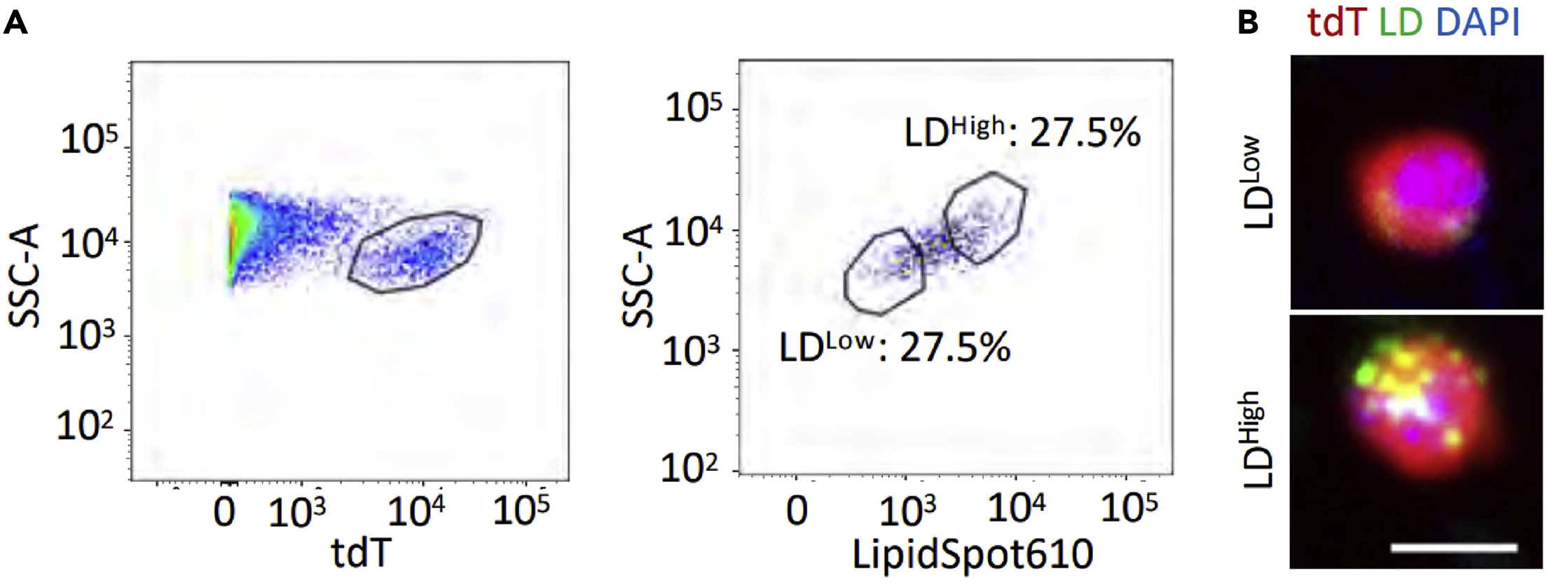 Cell Press: STAR Protocols