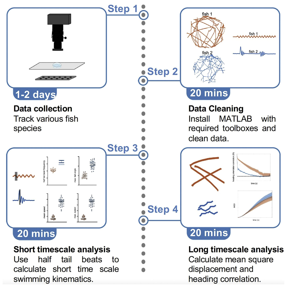 Cell Press: STAR Protocols