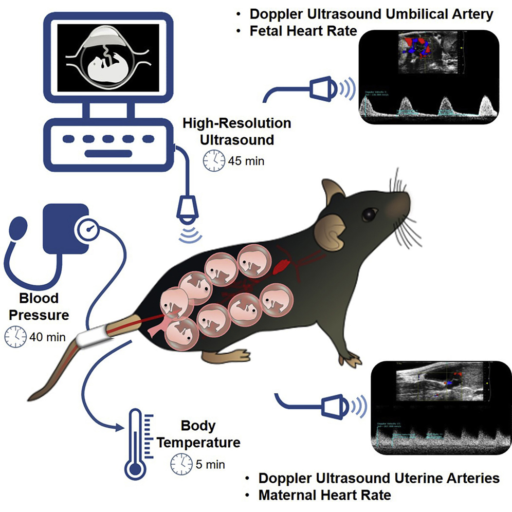 Cell Press: STAR Protocols
